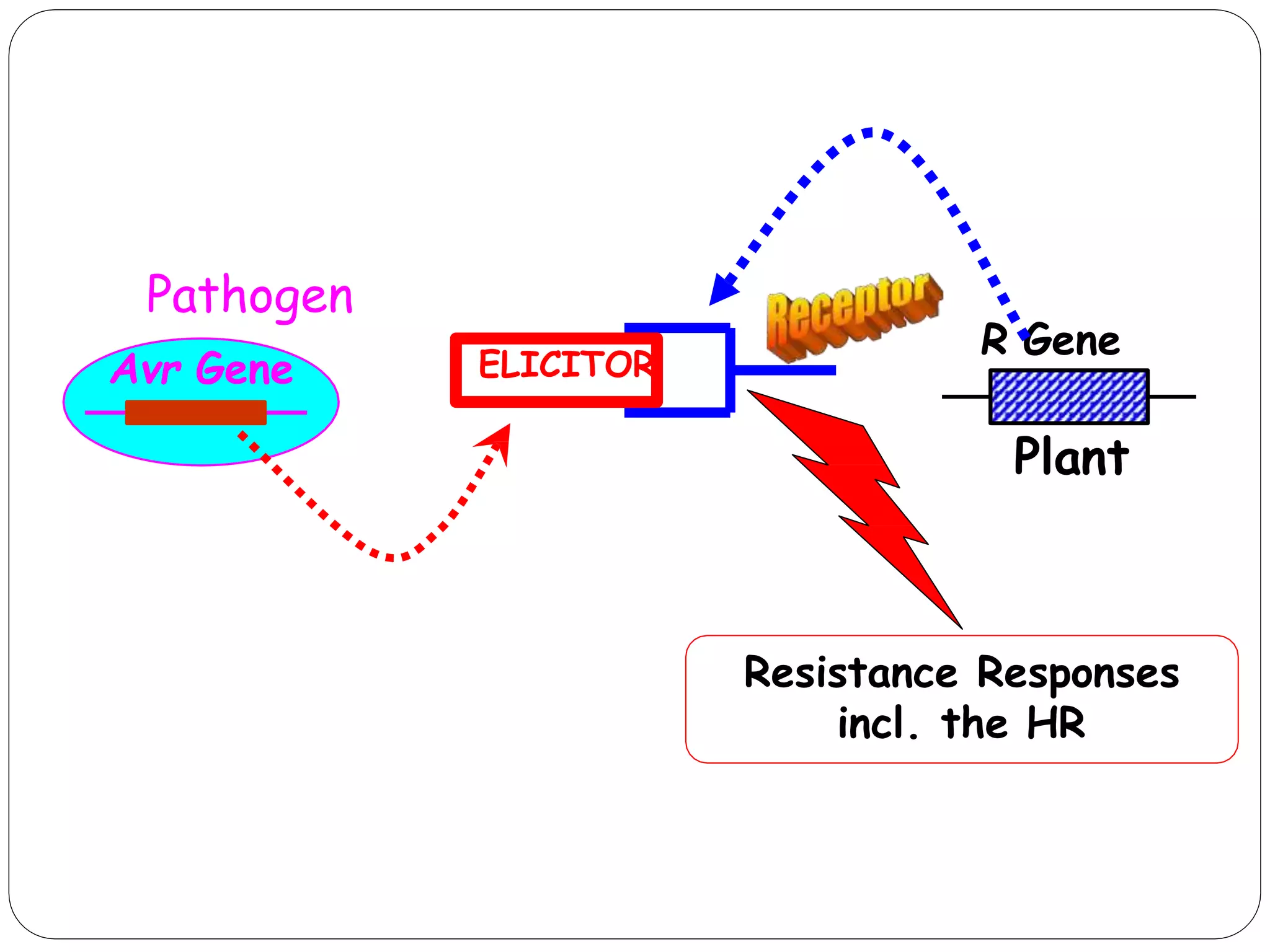 Gene for gene hypothesis | PPTX