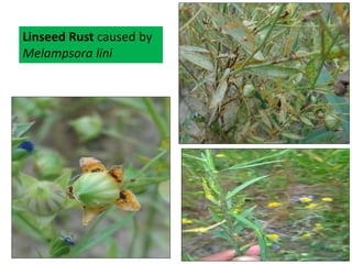 Gene for gene hypothesis | PPTX