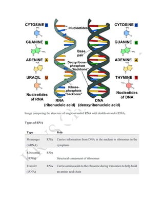 ALTERED GENE FUNCTIONS: MUTATION DELETION LOH TRANSLOCATION | PDF
