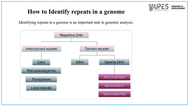Gene identification using bioinformatic tools.pptx