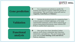 Gene identification using bioinformatic tools.pptx