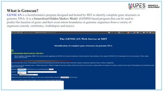 Gene identification using bioinformatic tools.pptx