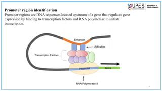 Gene identification using bioinformatic tools.pptx