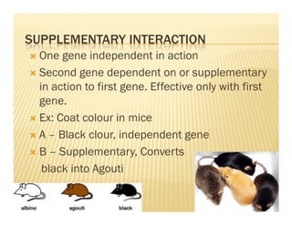 Gene ineractions jb | PDF