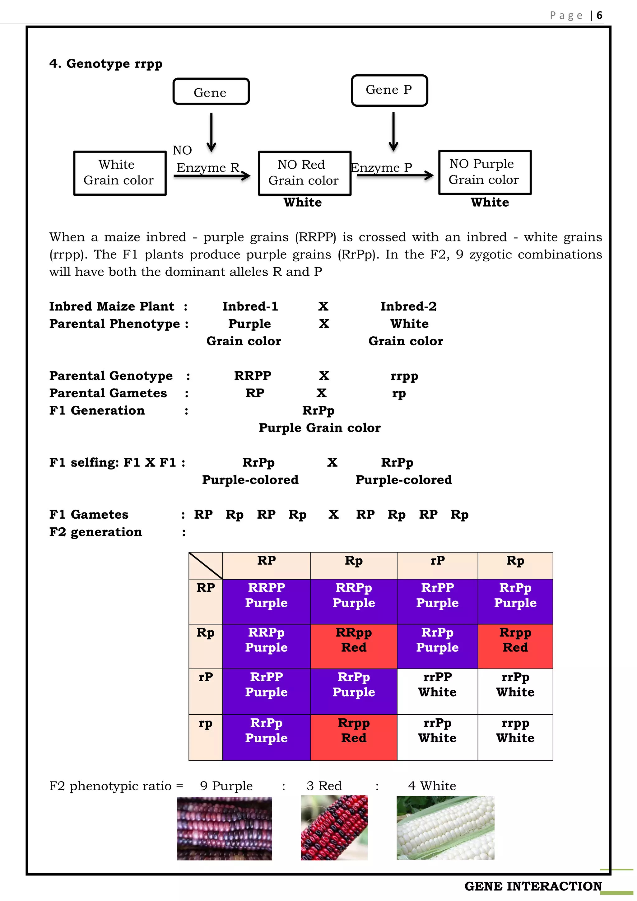 Gene interaction -Complementary, Supplementary,Dominant Epistasis, Recessive Epistasis, Non ...