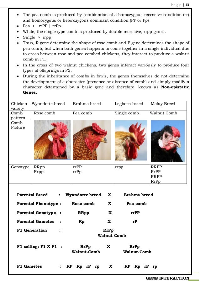 Gene interaction -Complementary, Supplementary,Dominant Epistasis, R…