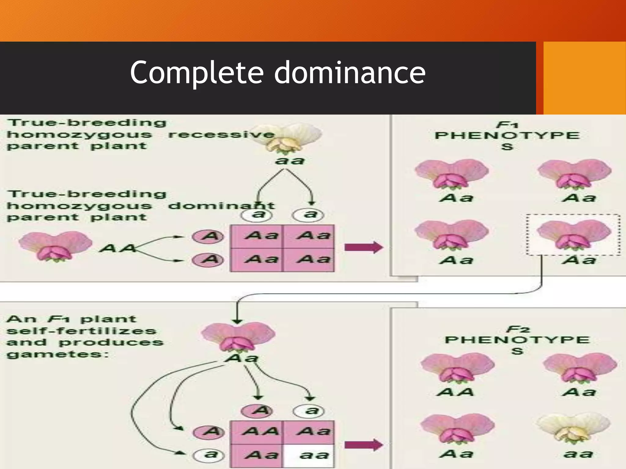 Gene interaction | PPTX