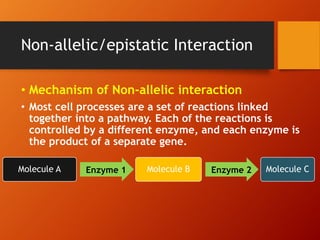 Gene interaction | PPTX