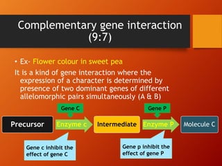Gene interaction | PPTX