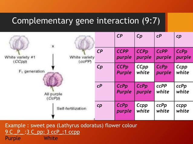 Gene interaction | PPTX