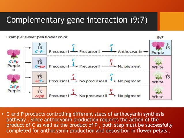 Gene interaction | PPTX