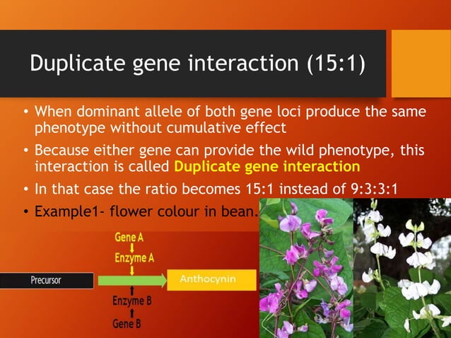 Gene interaction | PPTX