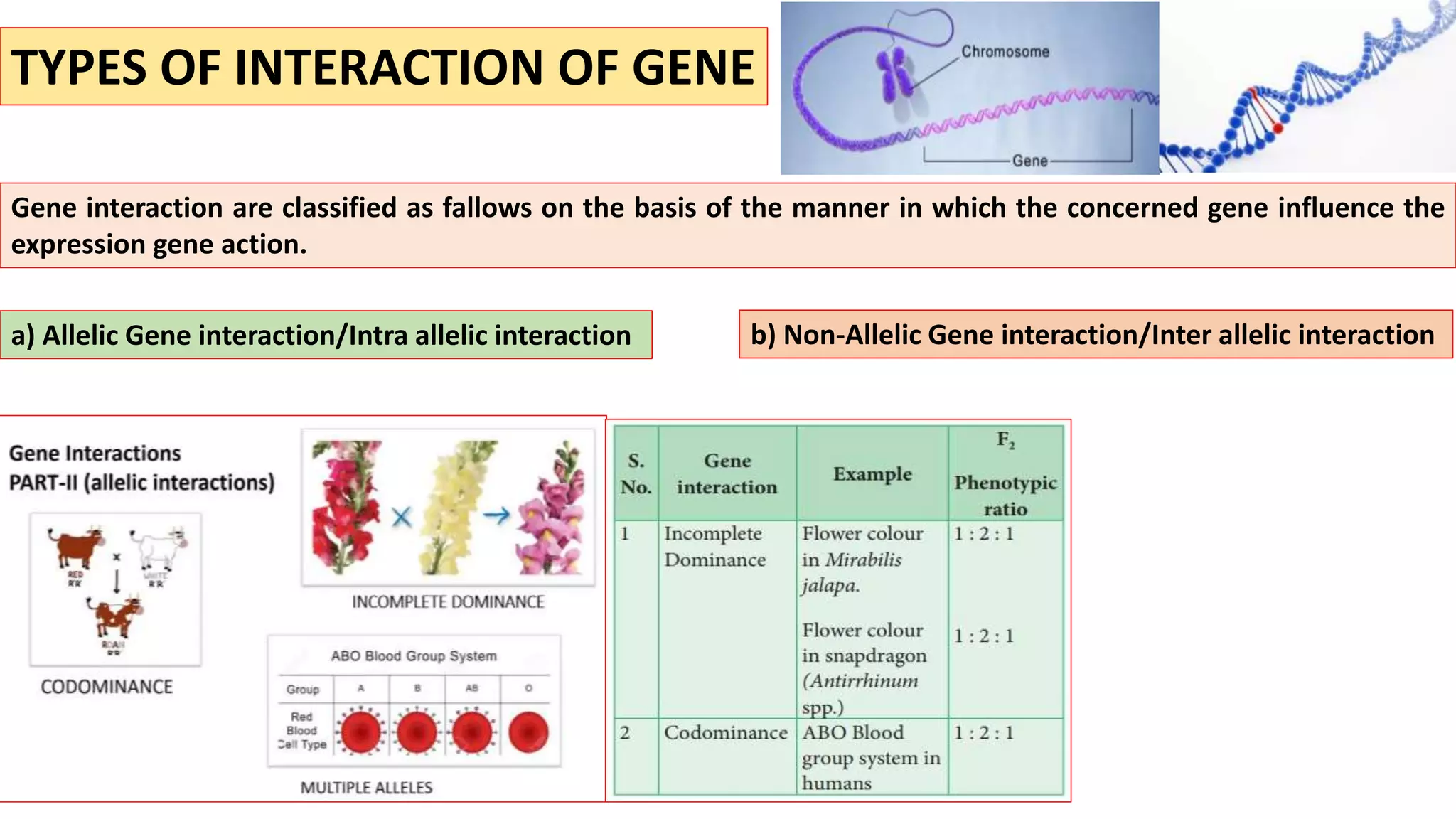 Gene interaction | PPTX