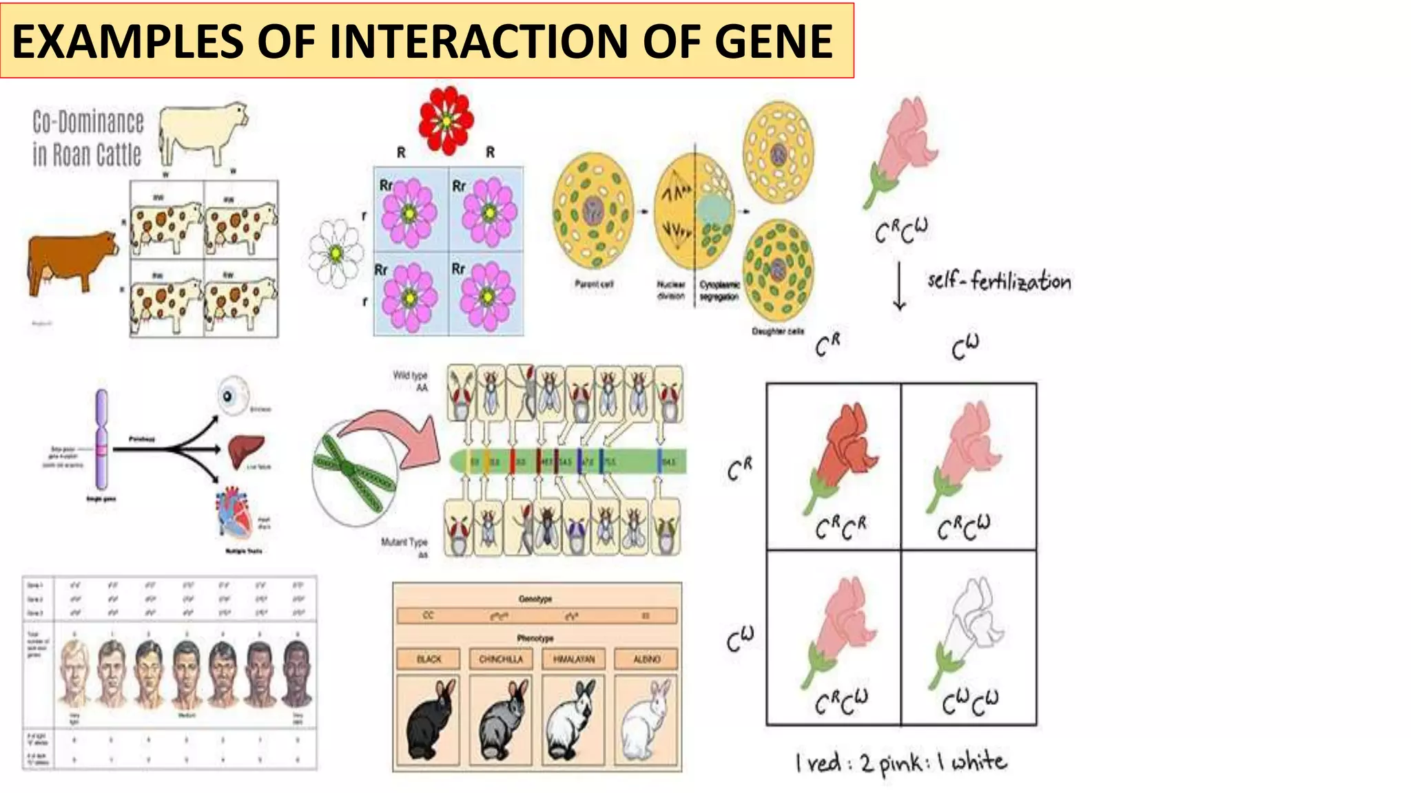 Gene interaction | PPTX