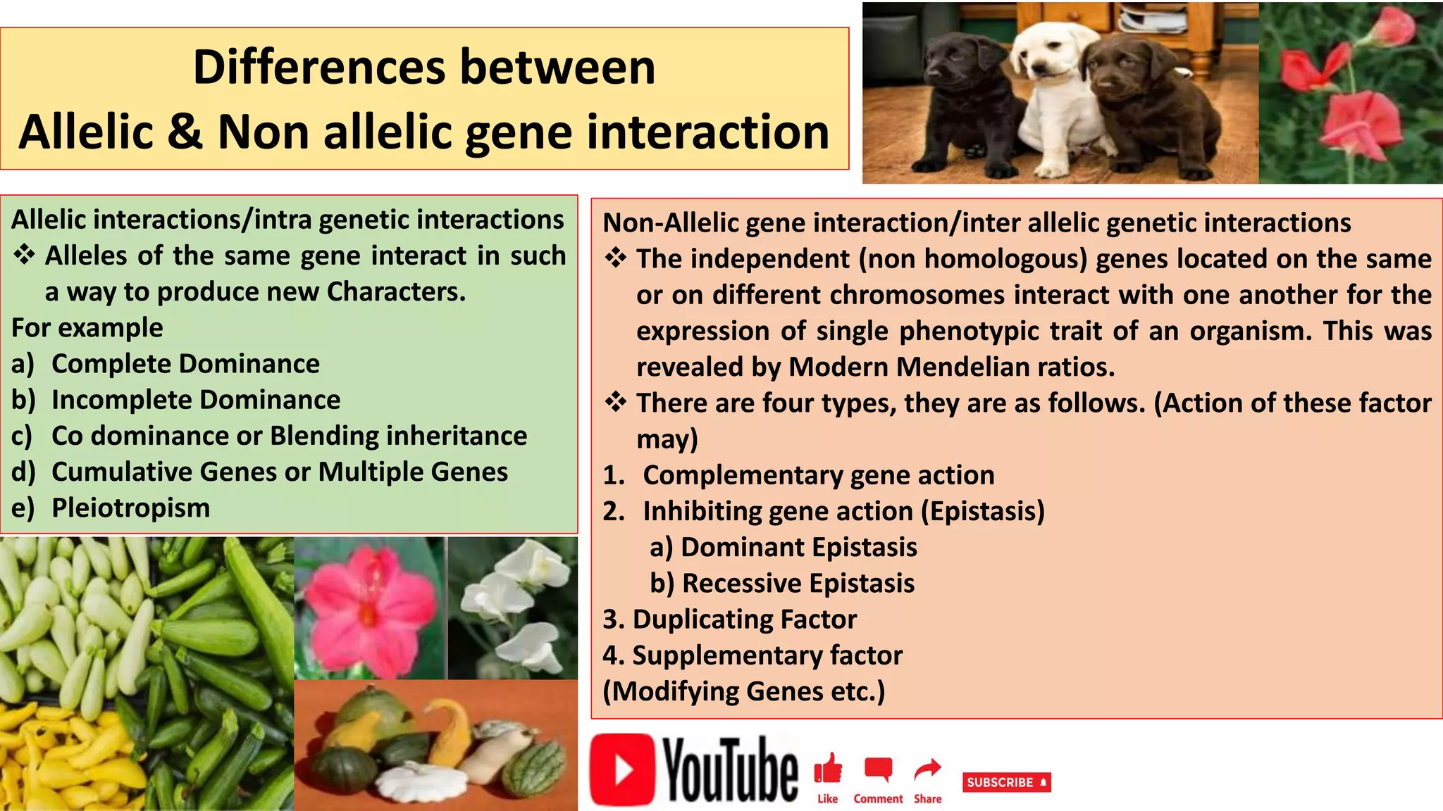Gene interaction | PPTX