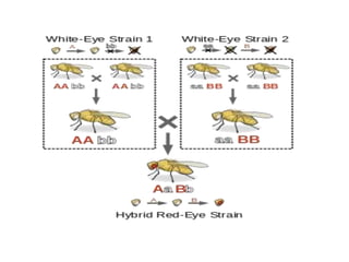 Gene Interaction.pptx