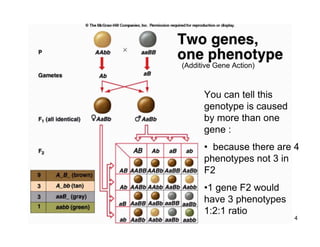 Gene Interaction.pdf