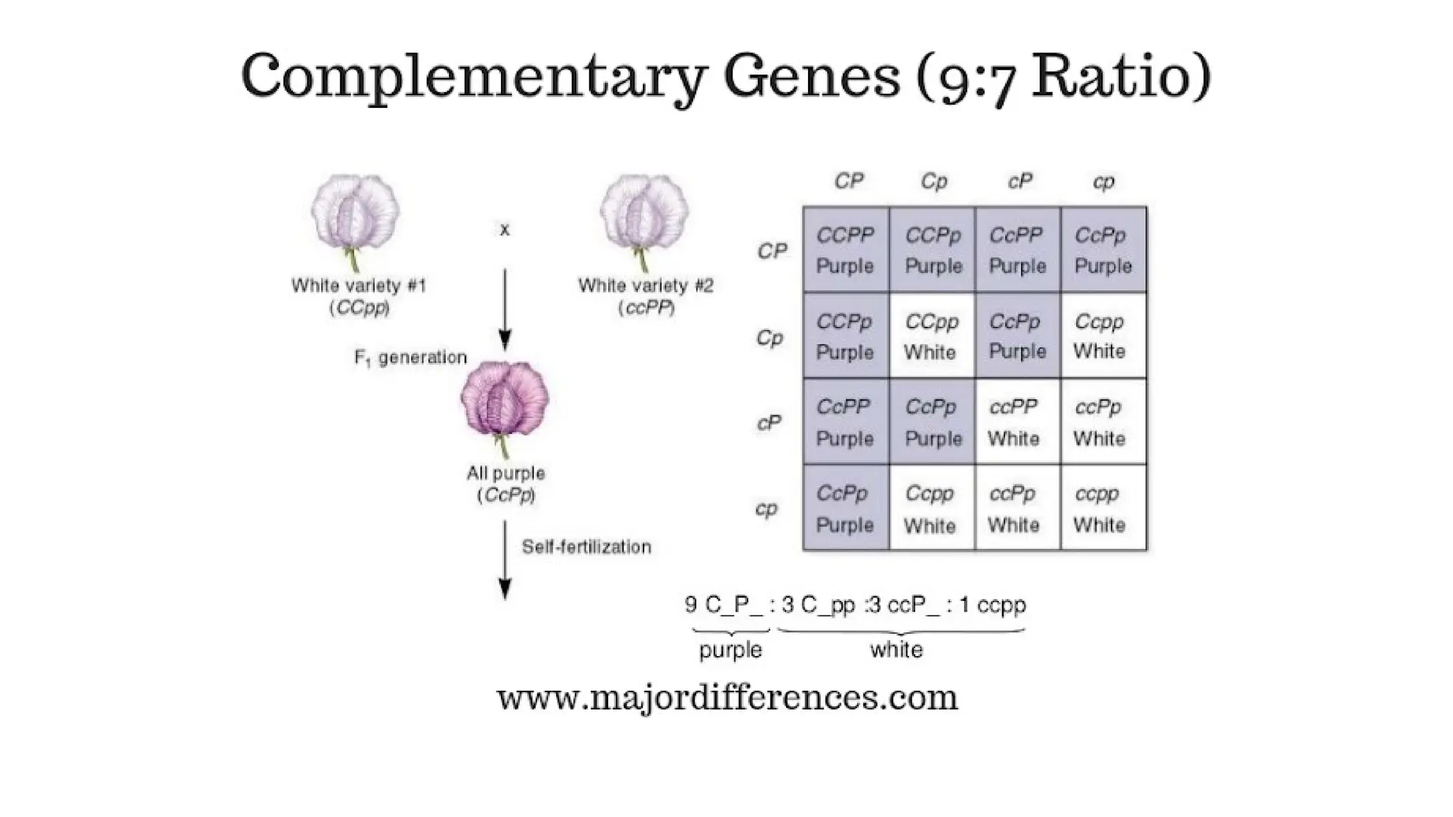 Principles of Genetics - Gene Interaction.pptx