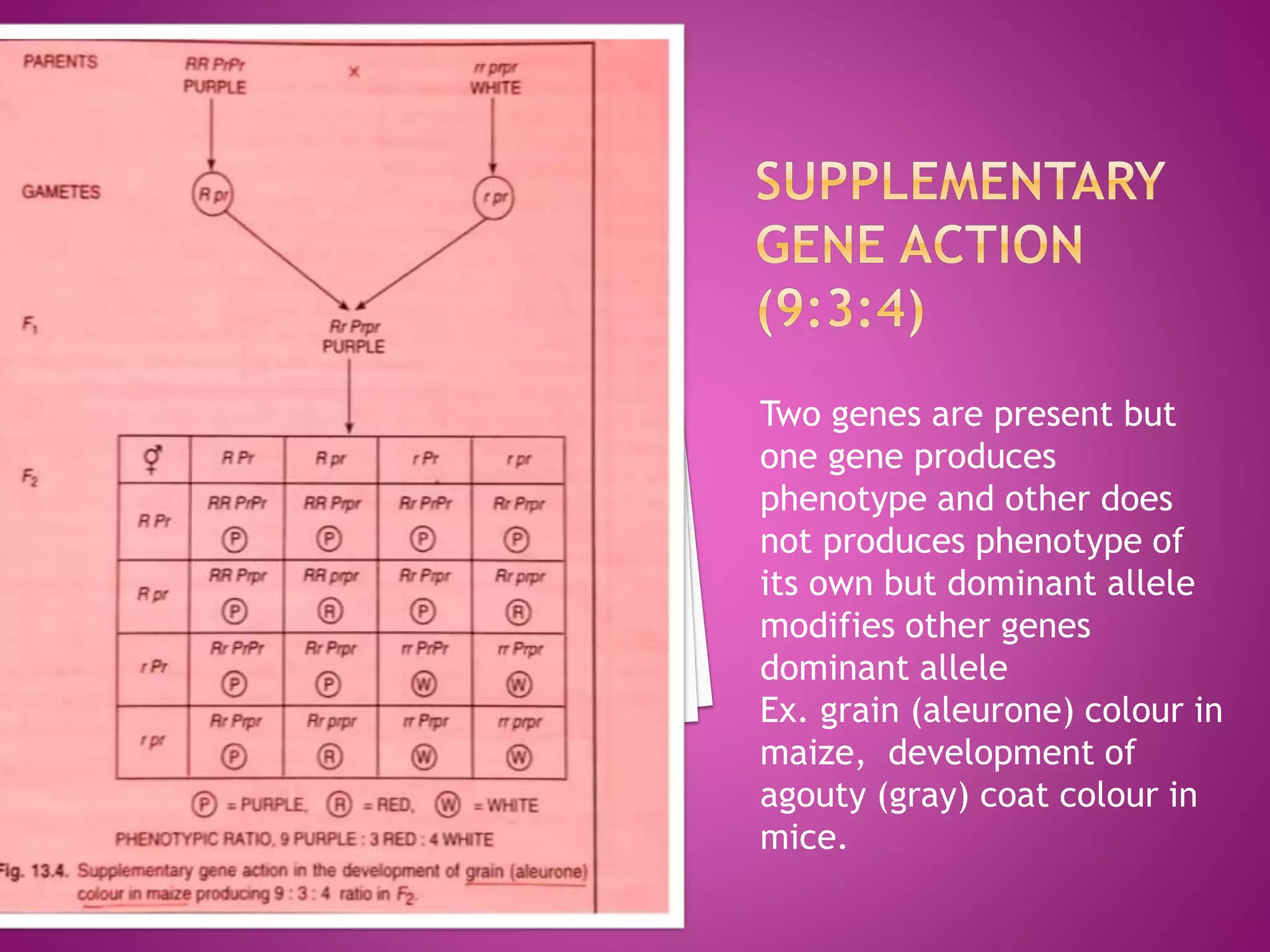 Gene interaction epistasis | PPTX