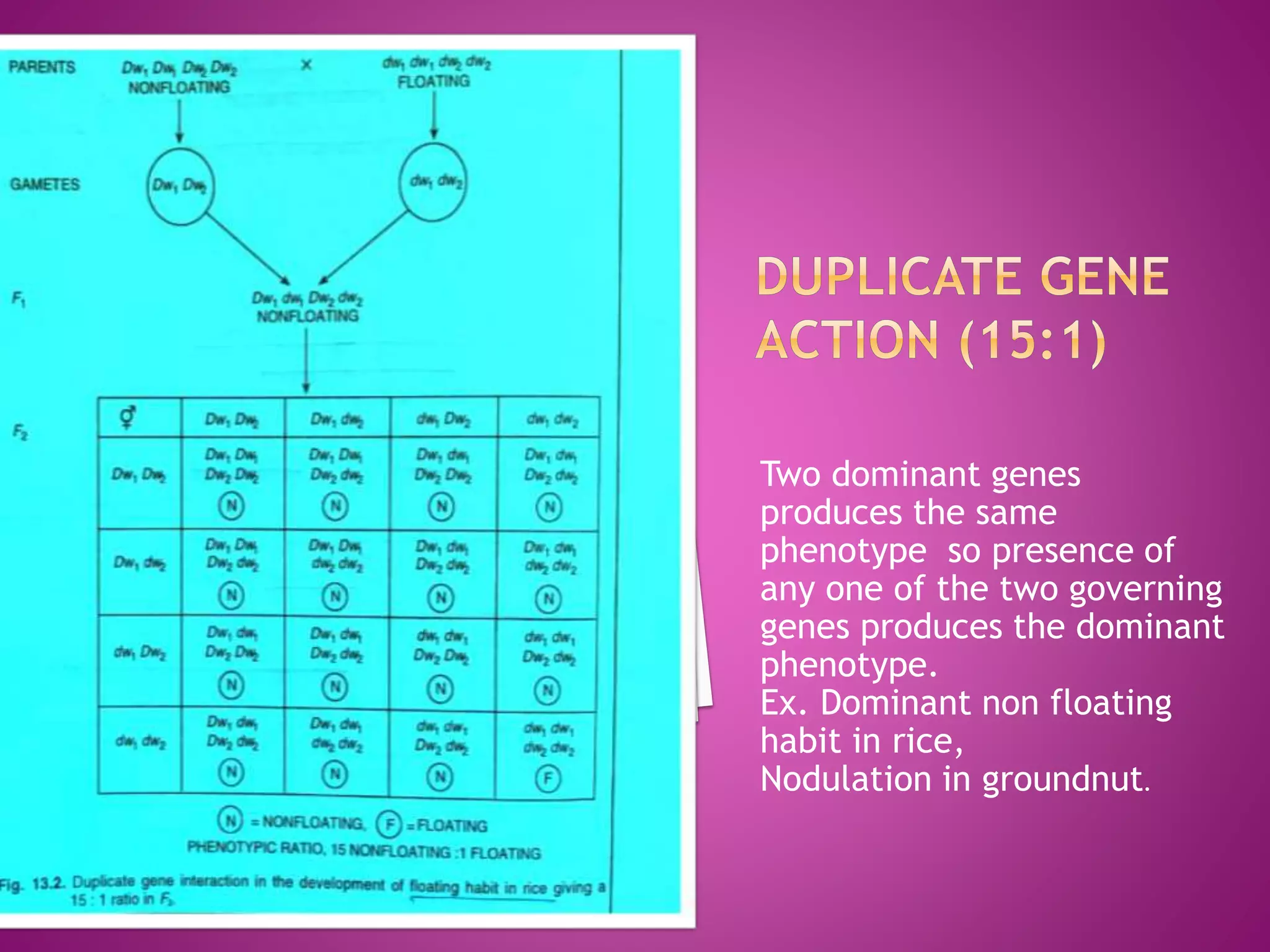 Gene interaction epistasis | PPTX