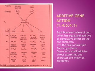 Gene interaction epistasis | PPTX | Genetics | Science