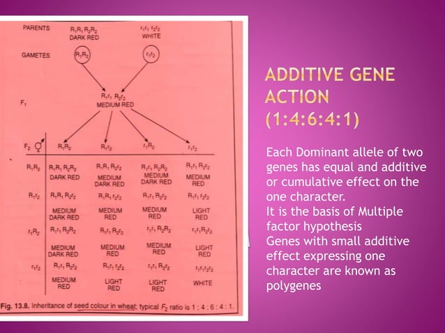Gene interaction epistasis | PPTX | Genetics | Science