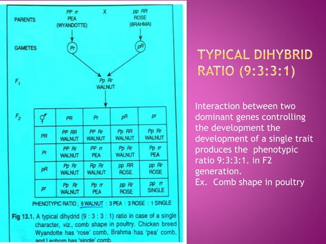 Gene interaction epistasis | PPTX | Genetics | Science