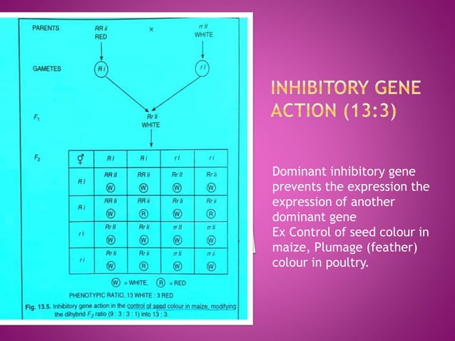 Gene interaction epistasis | PPTX | Genetics | Science