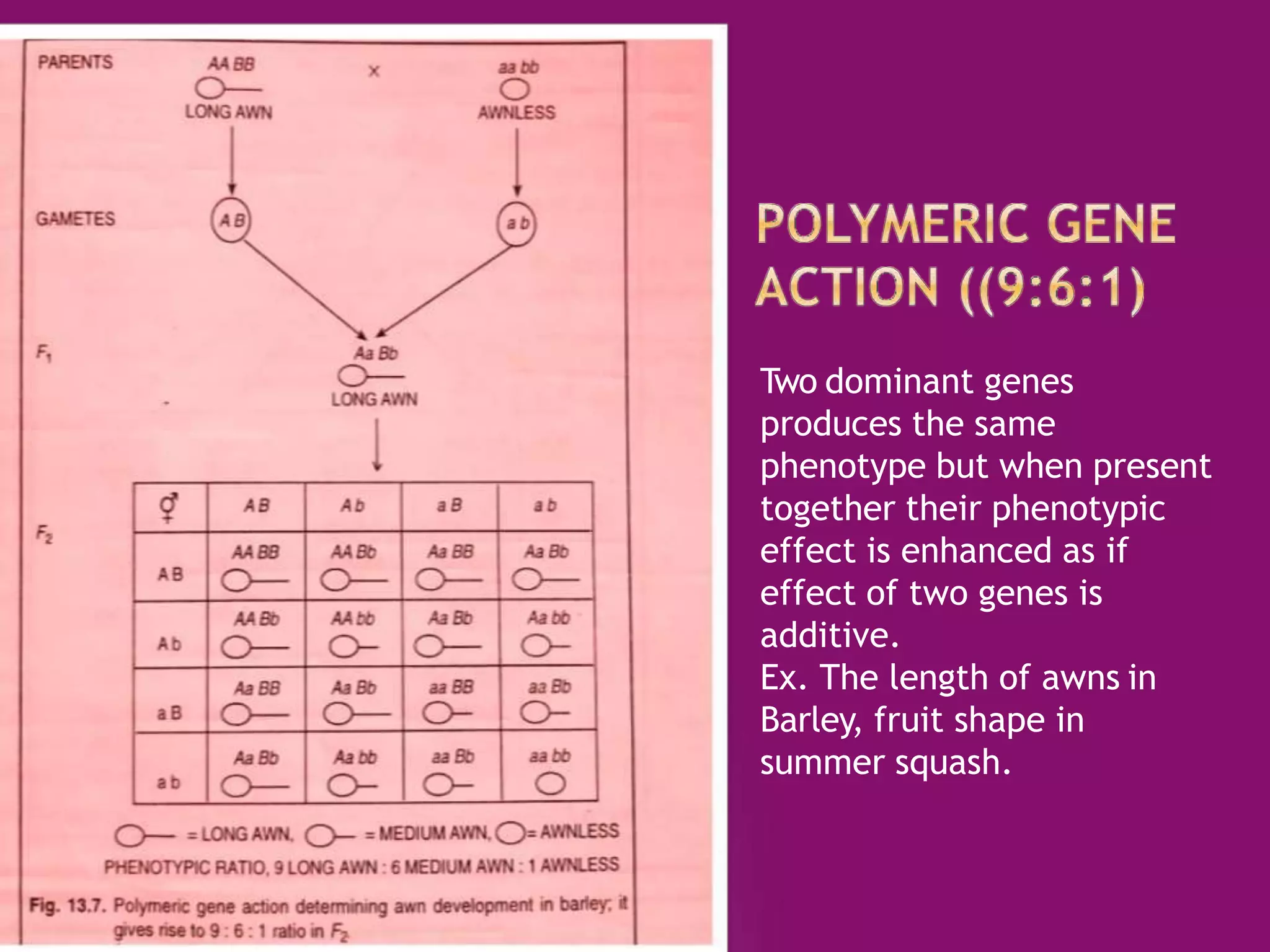 geneinteraction-epistasis-210427083033 ppt.pptx | Free Download