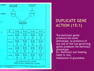 geneinteraction-epistasis-210427083033 ppt.pptx