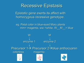 Gene interaction ns-w12 | PPT