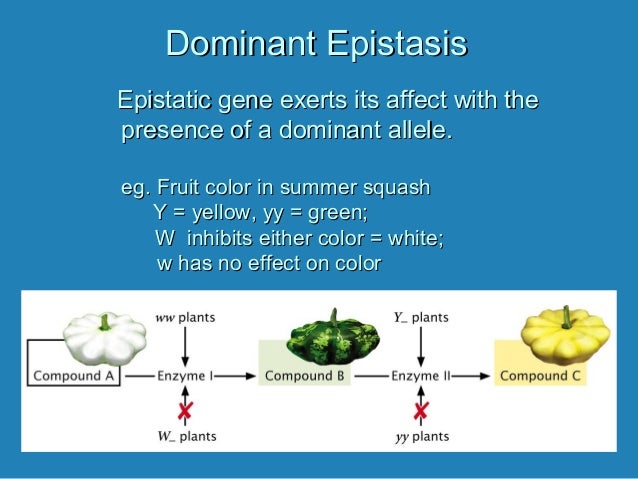Gene interaction ns-w12