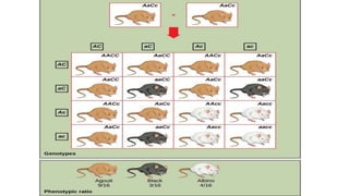 Gene interactions and epistasis in crops.pptx