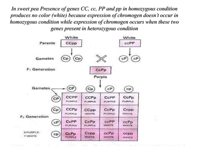 Gene Interaction ppt.pptx ....... incomplete dominance | PPTX | Genetics | Science