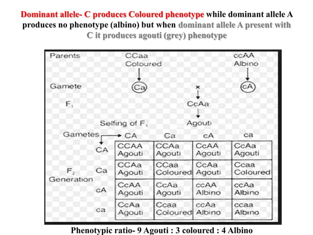 Gene Interaction ppt.pptx ....... incomplete dominance | PPTX ...