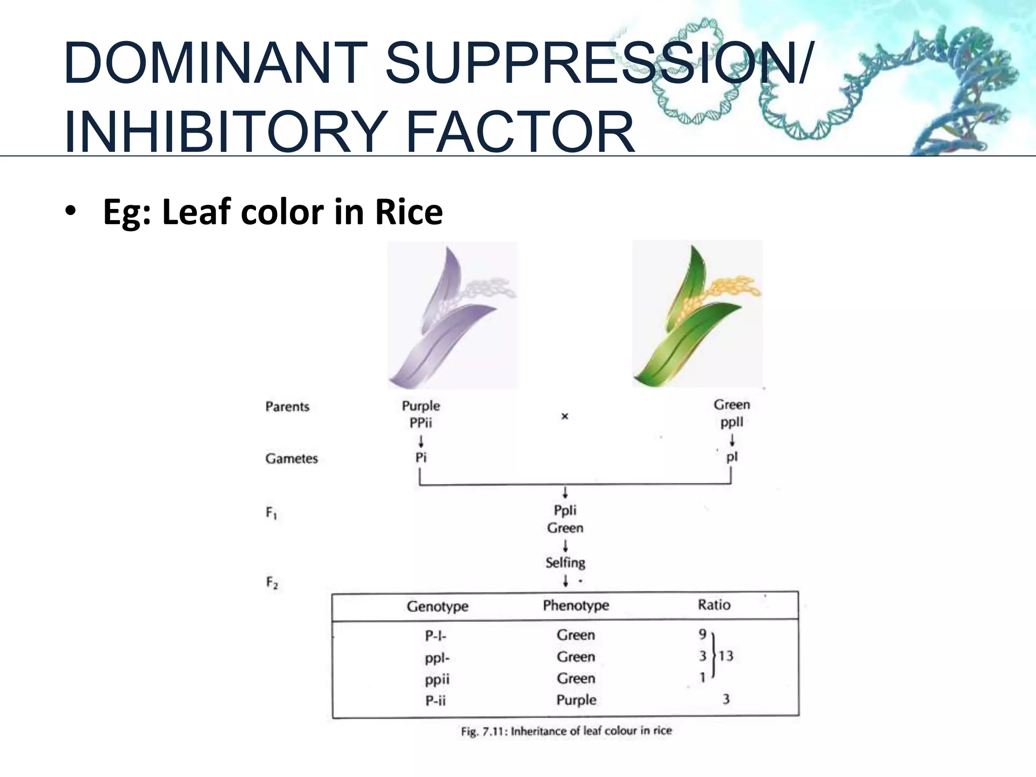 Gene interactions | PPTX