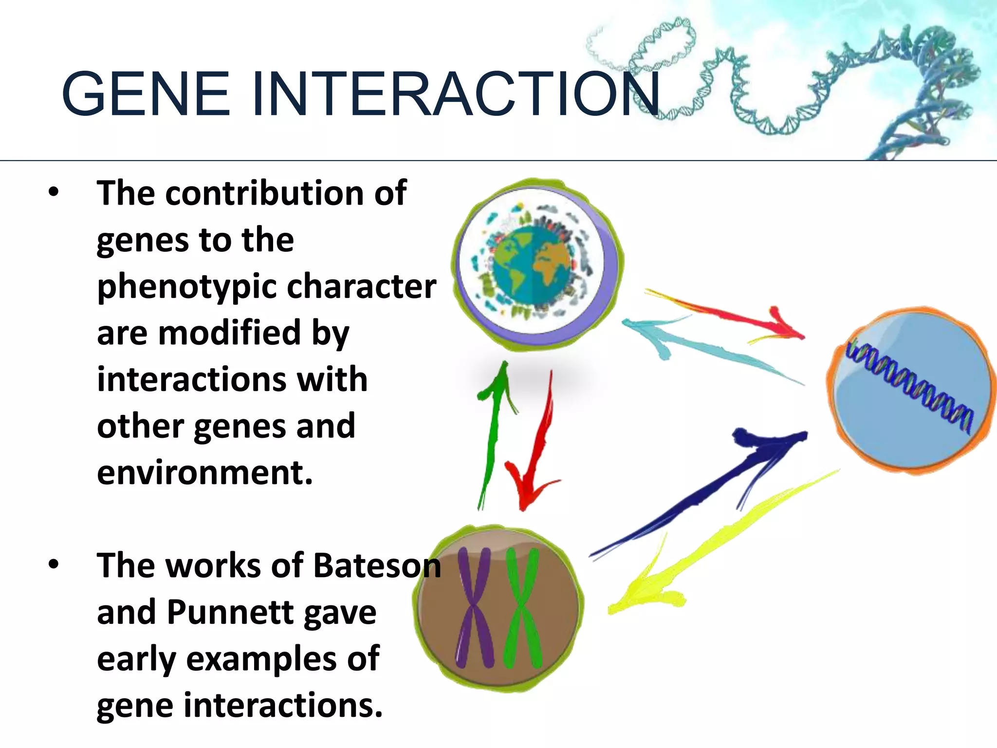Gene interactions | PPTX