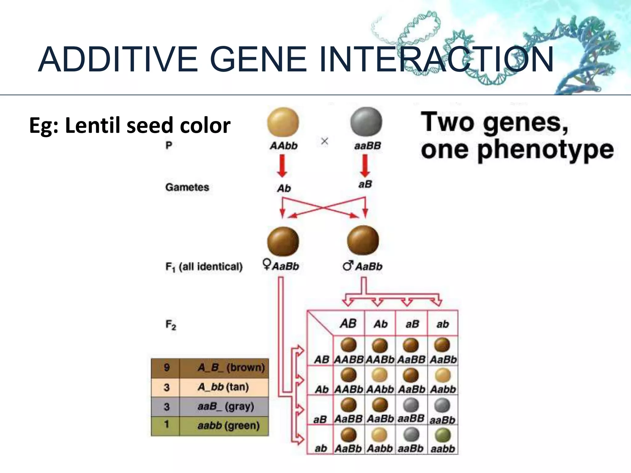 Gene interactions | PPTX