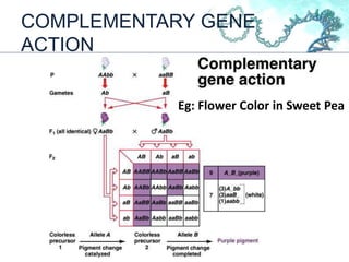 Gene interactions | PPTX