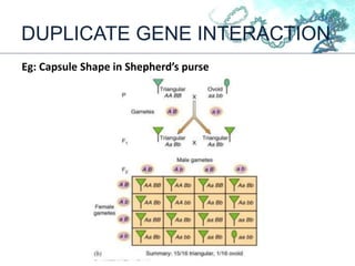 Gene interactions | PPTX