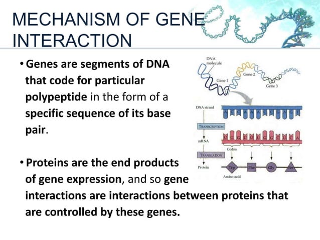 Gene interactions | PPTX