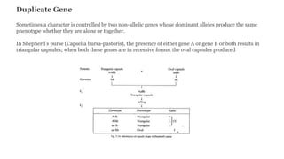 Gene interactions | PPTX