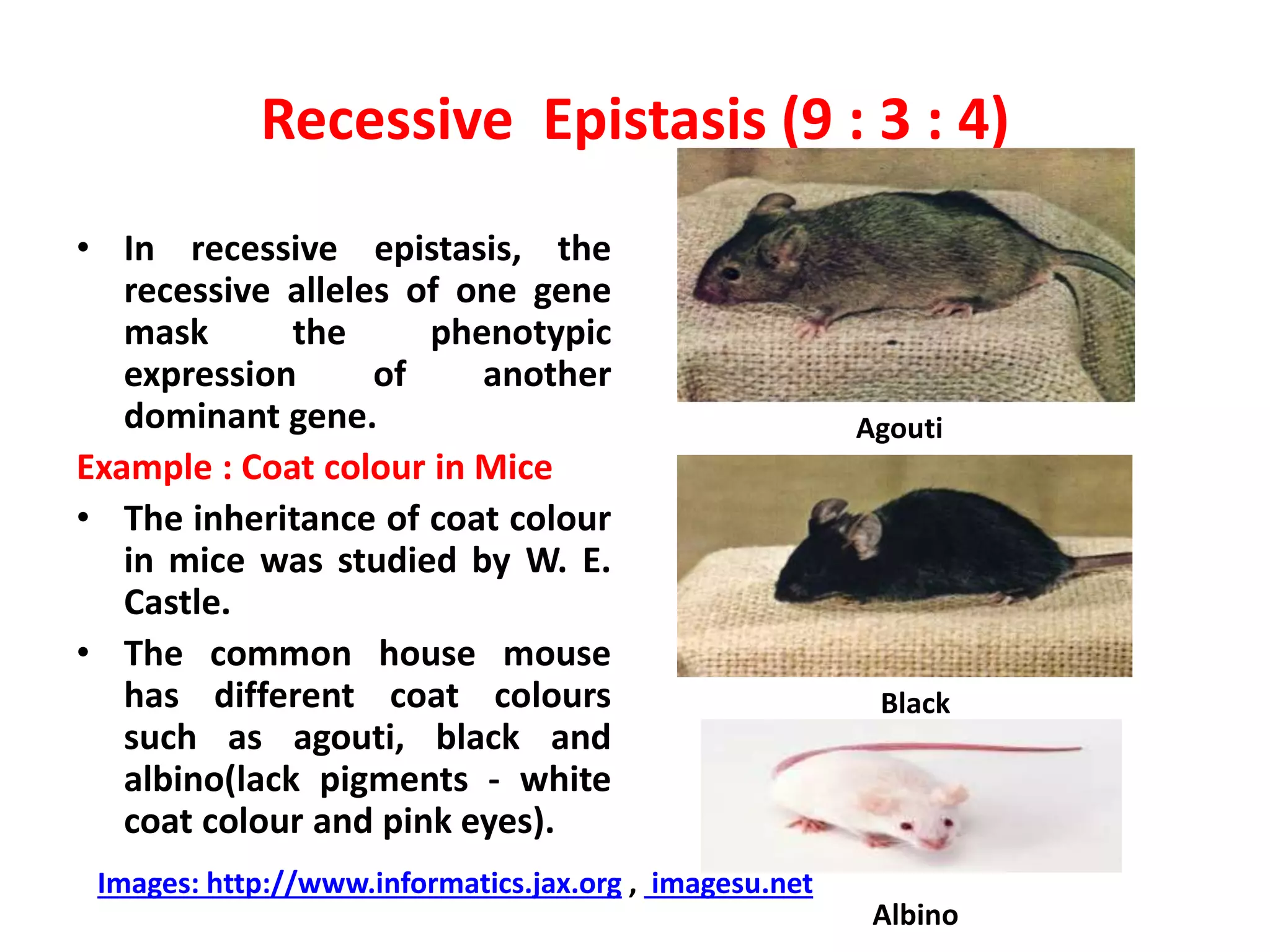 GENE INTERACTIONS SMG | PPTX