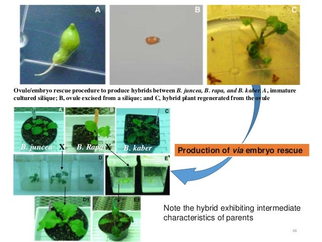 Gene introgression from wild relatives to cultivated plants