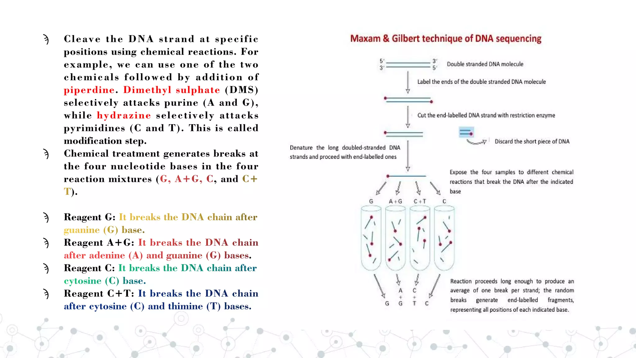 GENE ISOLATION AND SEQUENCING.pdf