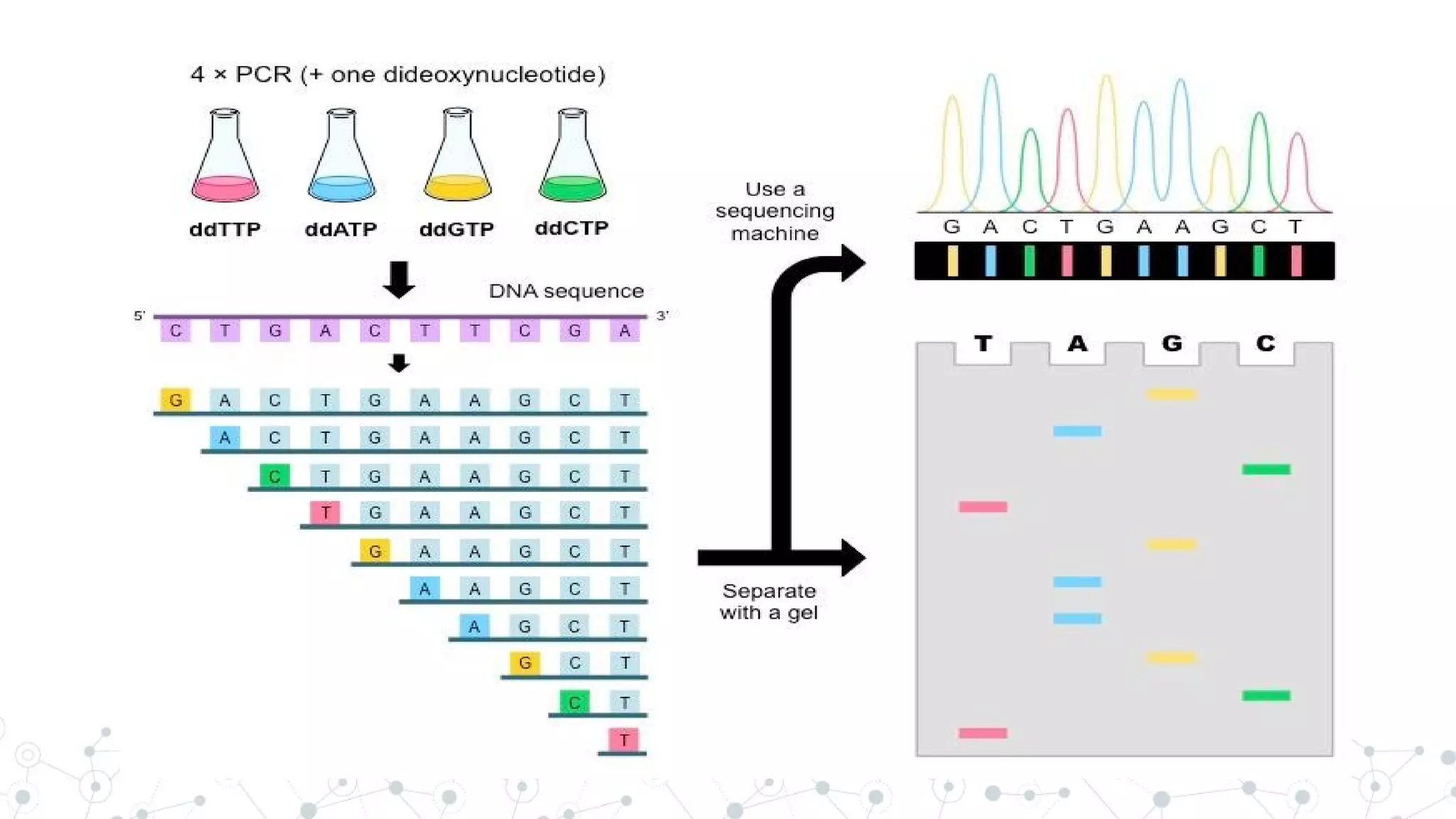 GENE ISOLATION AND SEQUENCING.pdf