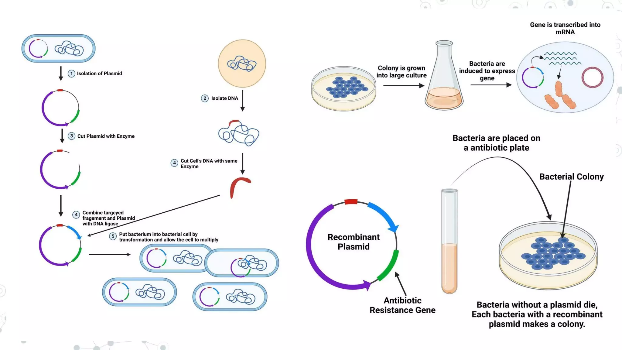 GENE ISOLATION AND SEQUENCING.pdf