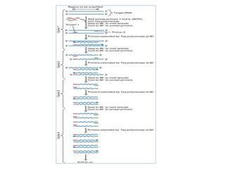 Gene isolation methods | PPTX