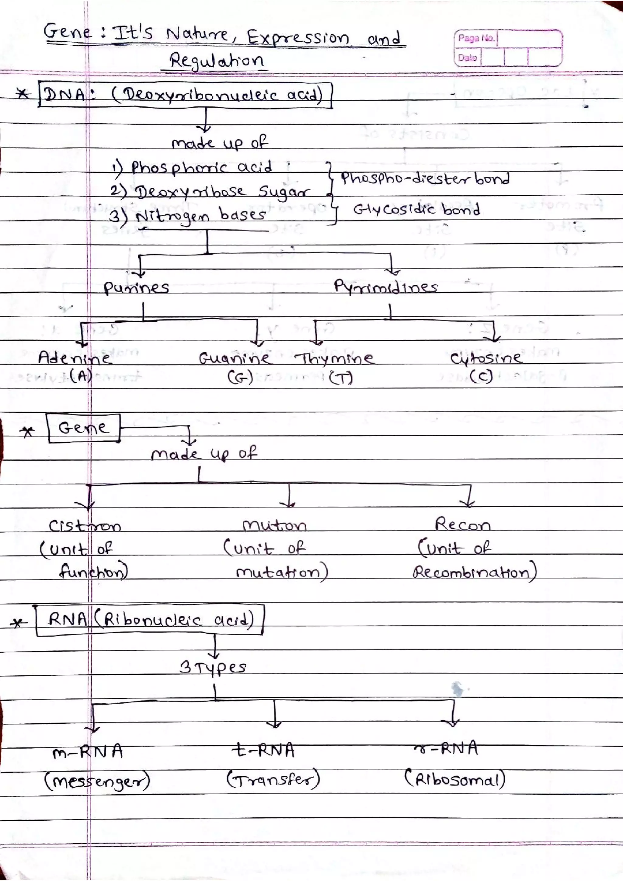 Gene : Its Nature, Expression and Regulation | PDF