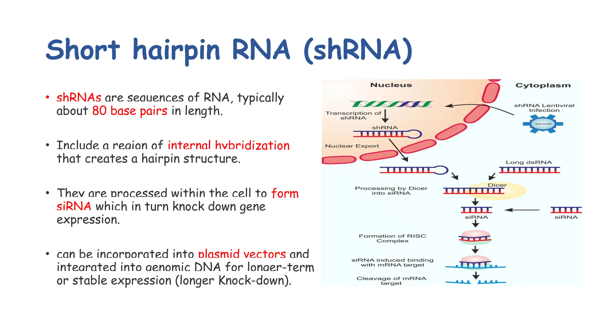 Gene knockdown by Dr. Yasmeen Abdulhadi, BDS.pptx